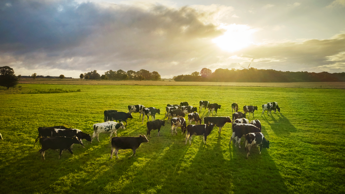 Arla Foods launches new customer programme and accelerates on-farm ...