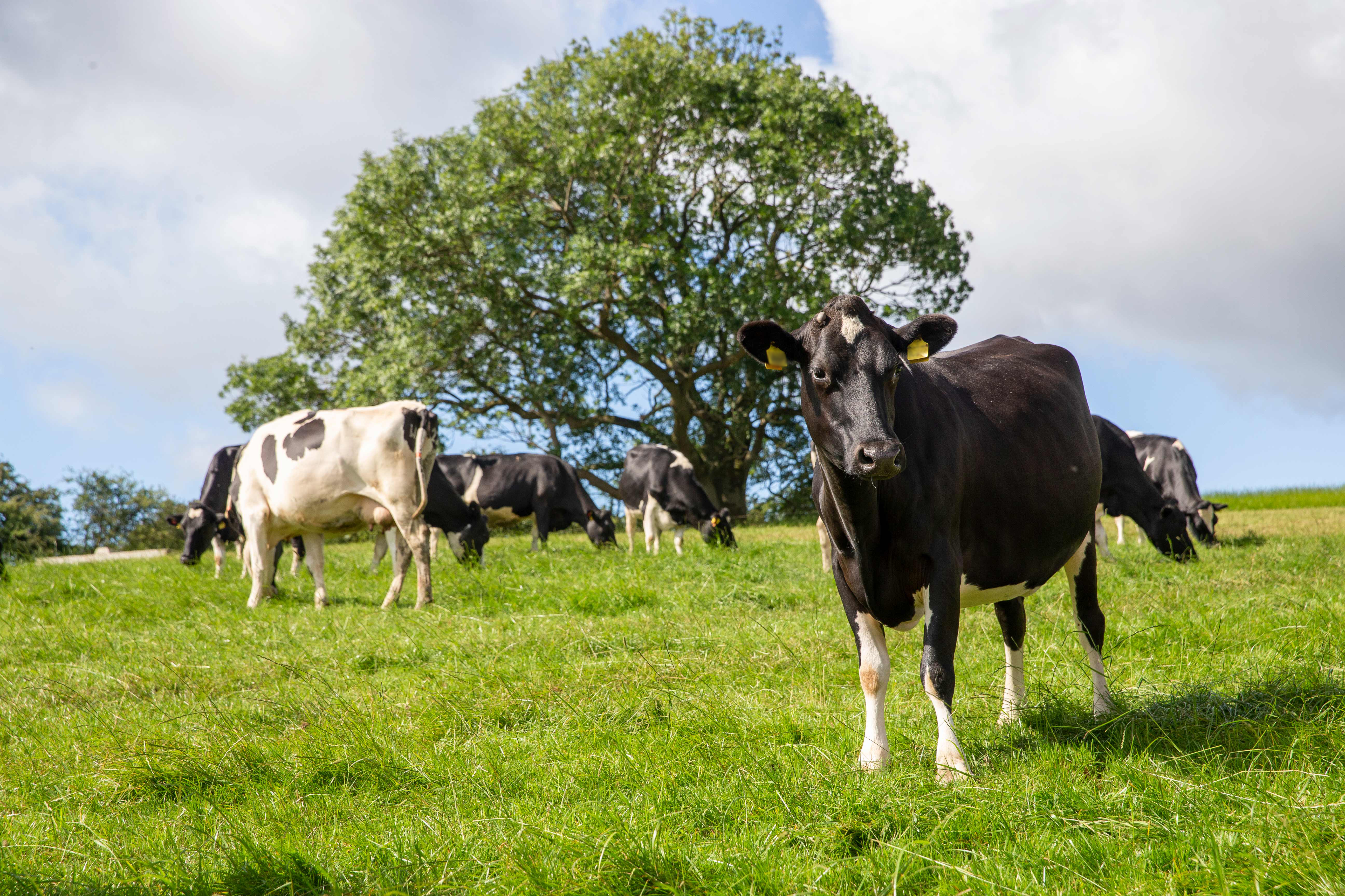 Novozymes and Arla Foods Ingredients join forces to harness power of ...