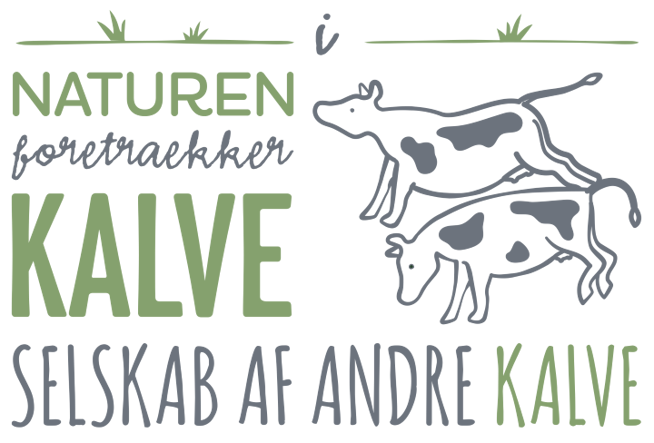 Hvorfor er kalve og køer adskilt i mælkeproduktionen? - Arla | Arla