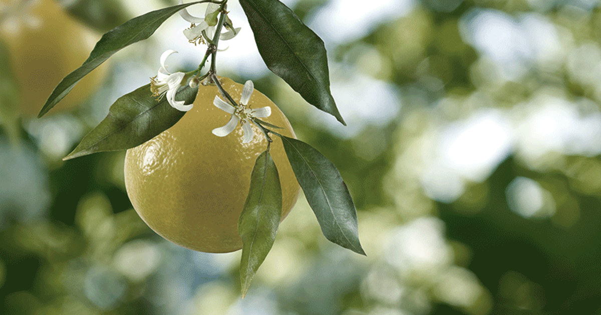 Flor de Azahar: Todo lo que debes saber | Naturarla | Naturarla